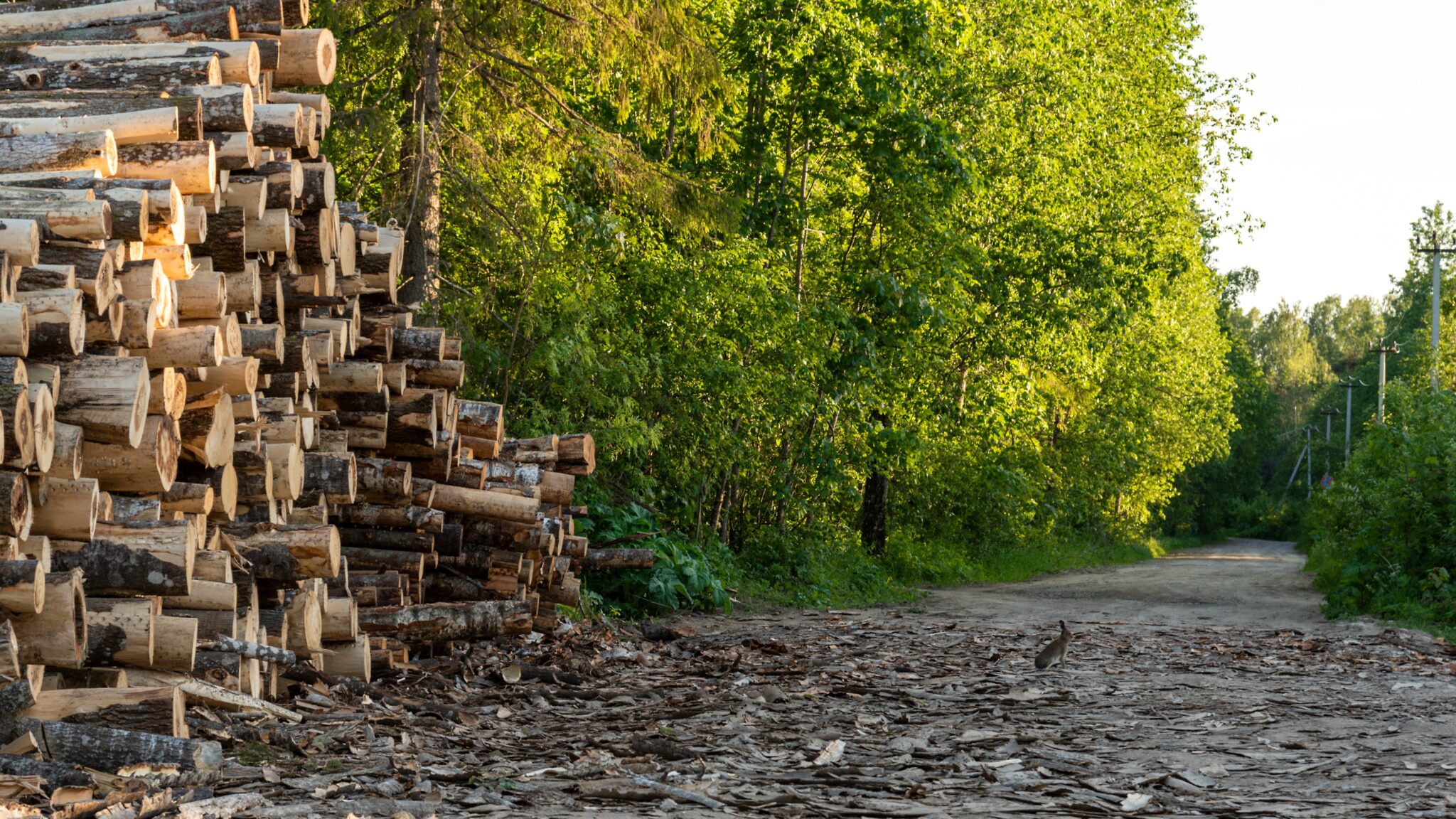 What You Need to Know About Lumber Grades | Zepco Fence | Fence Company